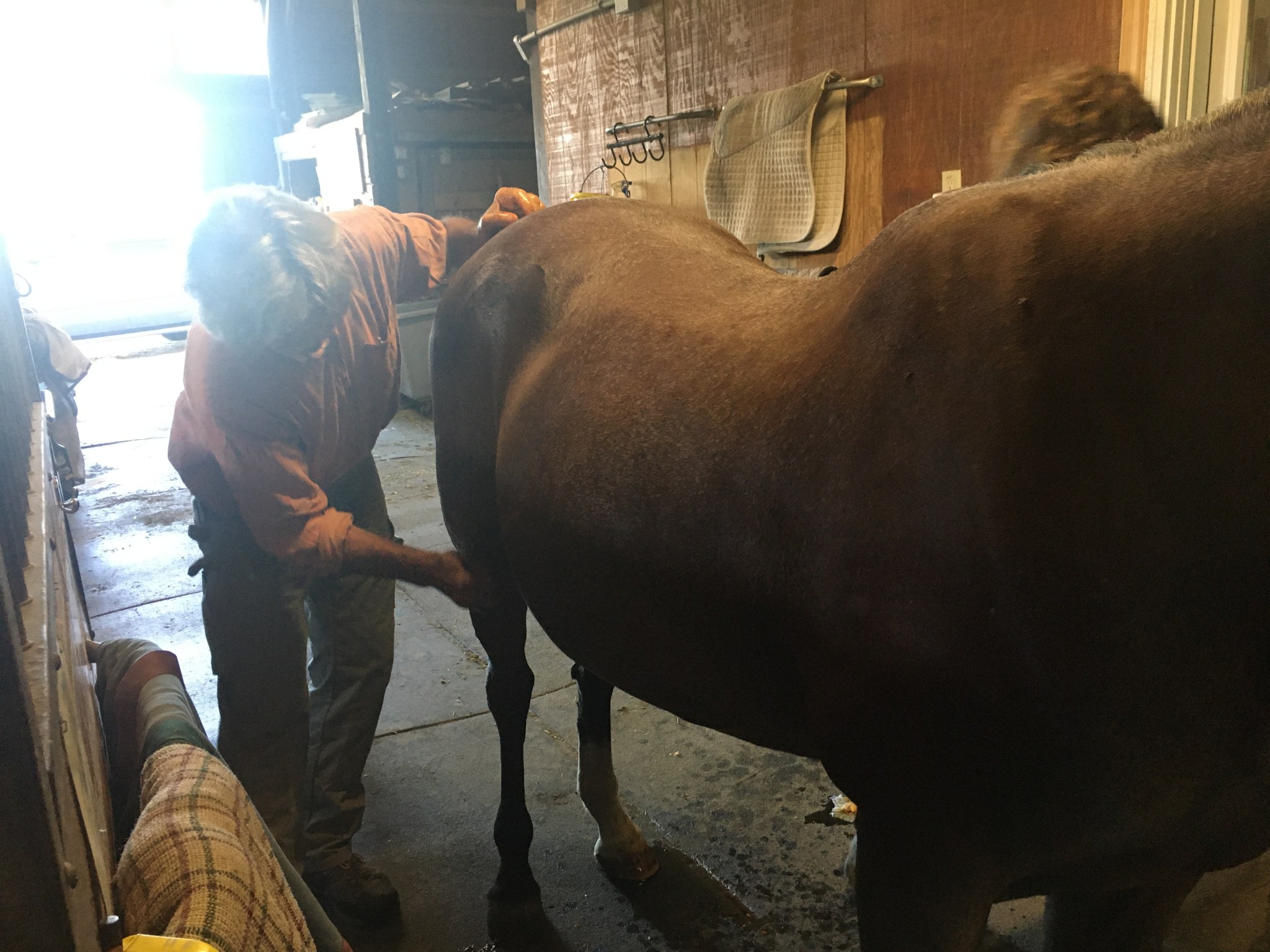 Joint Injections in a Cushings Horse