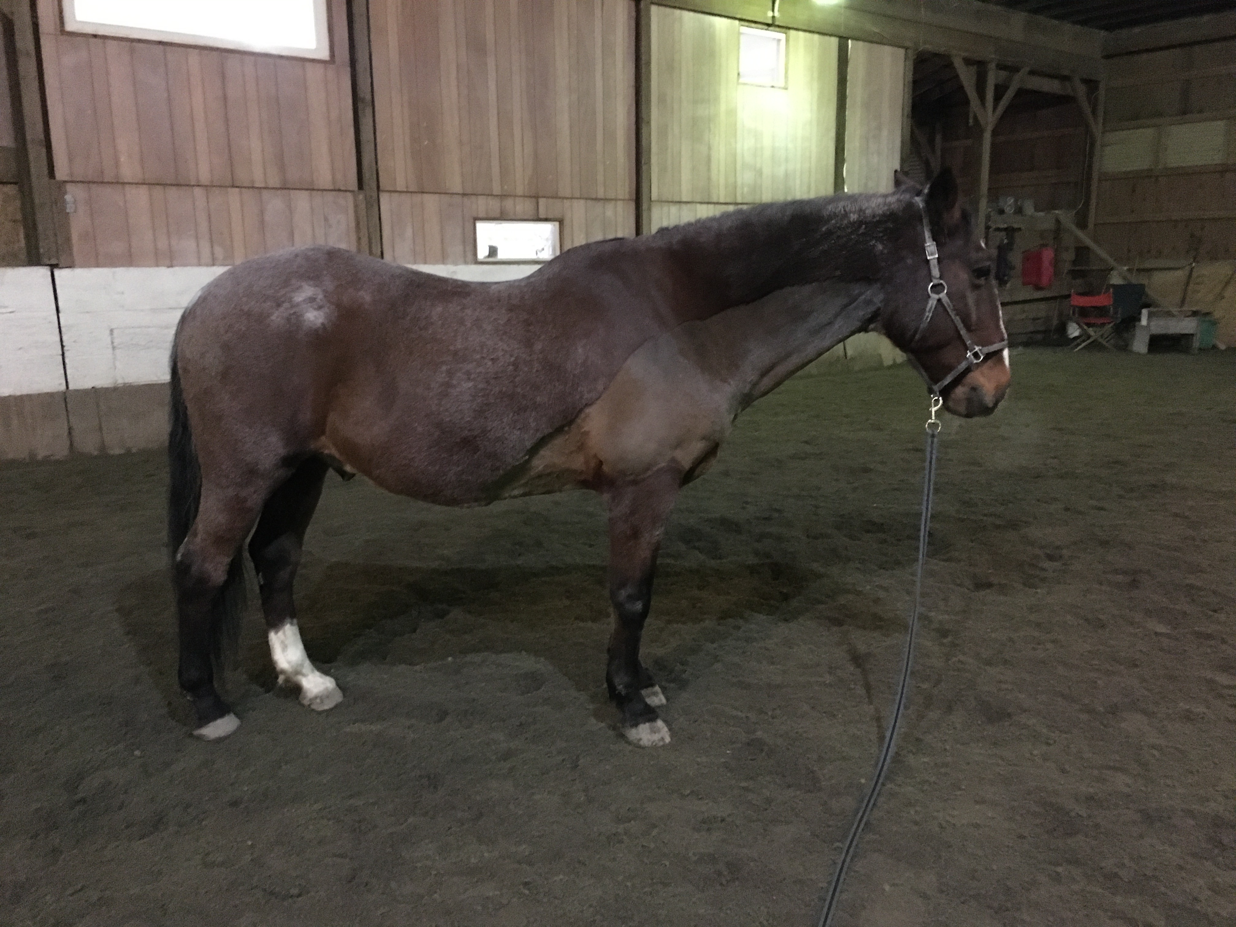 Persistent Ventral Edema